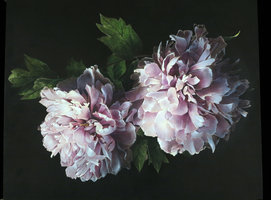 Paintings For Sale | Buy Original Paintings Online | SINGULART Gallery