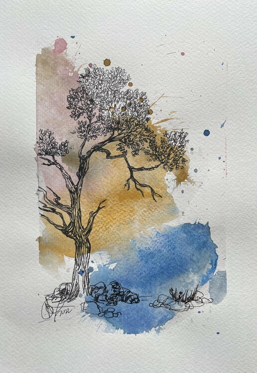Pinyon Pine trees (Pinus edulis) Drawing by Mariam Qureshi (2022 ...
