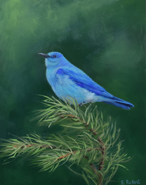 Mountain Bluebird in Evergreen by Elizabeth Rickert (2022) : Painting ...