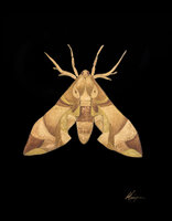 Monique Ortiz Monasterio: Artista Pintor contemporáneo (México) - SINGULART